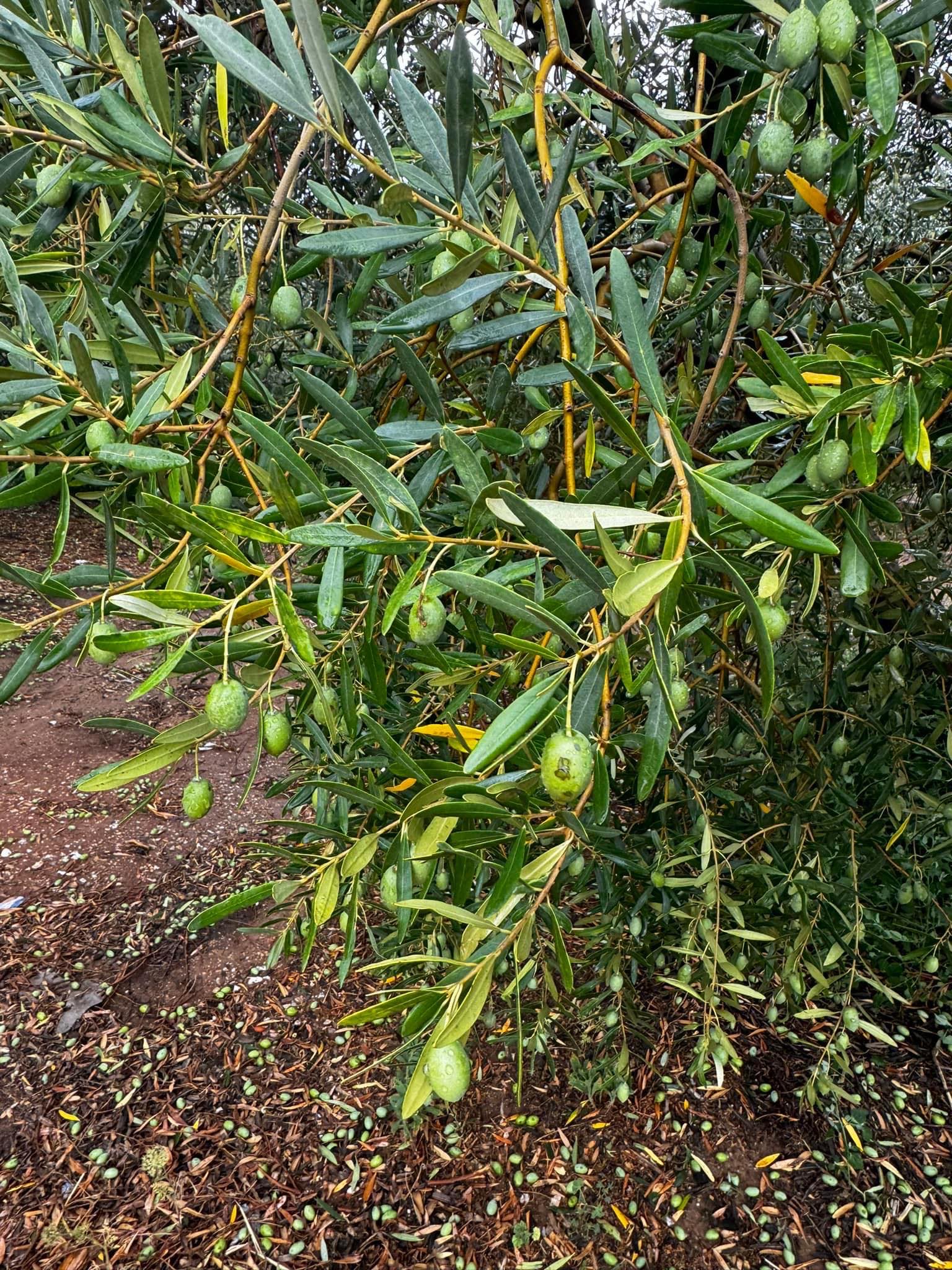 Επιζήμια και όχι ποτιστική η νεροποντή στη Χαλκιδική, στο έδαφος ο ...