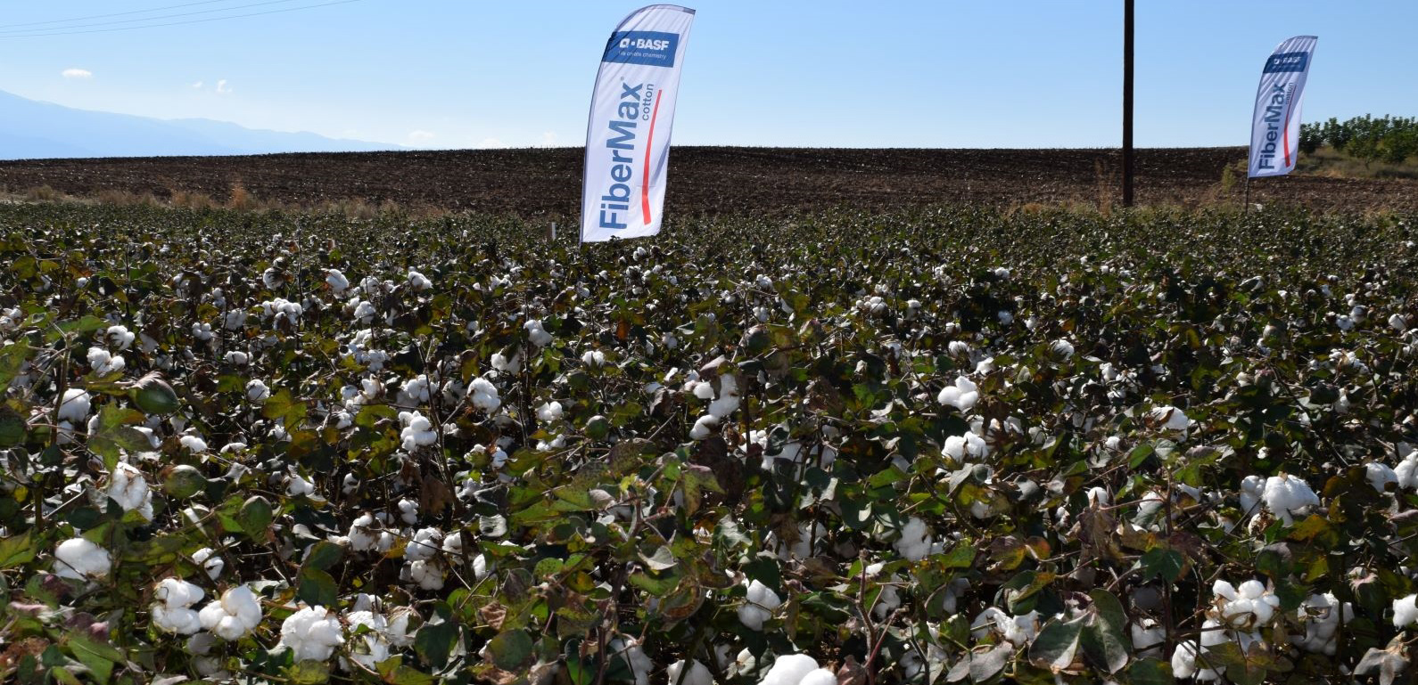 Η νέα ομάδα σπόρων της BASF εφορμά σε ελληνικούς πειραματικούς αγρούς ...